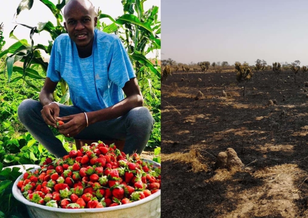 Fraise du Mali: Aidons Daouda DIARRA - CotizUp.com