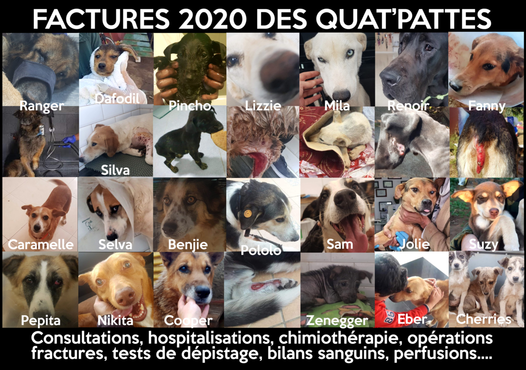 Factures 2020 et 2021 Quat'Pattes - CotizUp.com