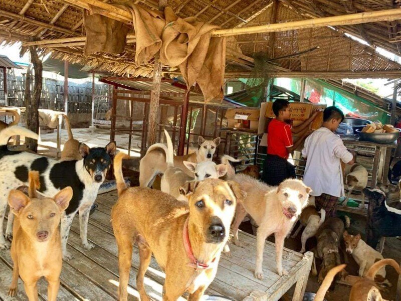 White Heart Animal Rescue and Shelter - CotizUp.com