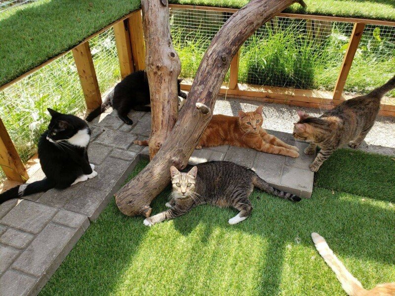 Créer un petit refuge pour chats errants cet hiver - CotizUp.com