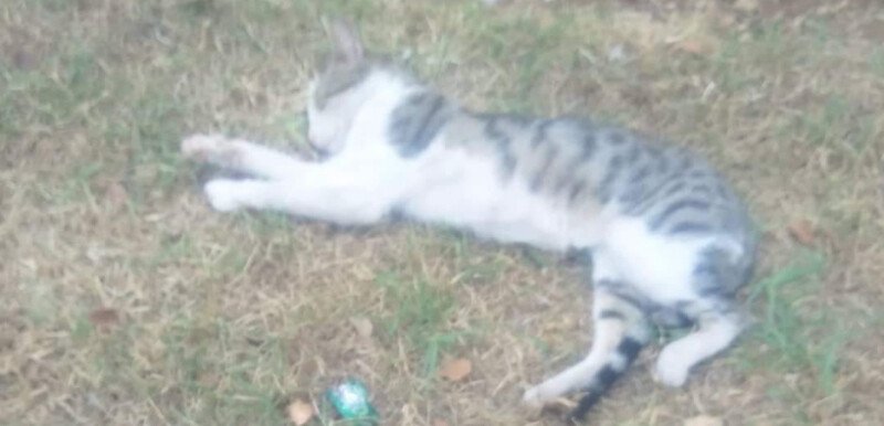 chat patte cassé à besoin de votre aide - CotizUp.com