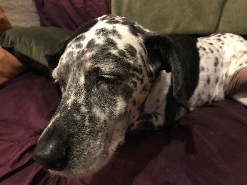 Help Scarlette - CotizUp.com