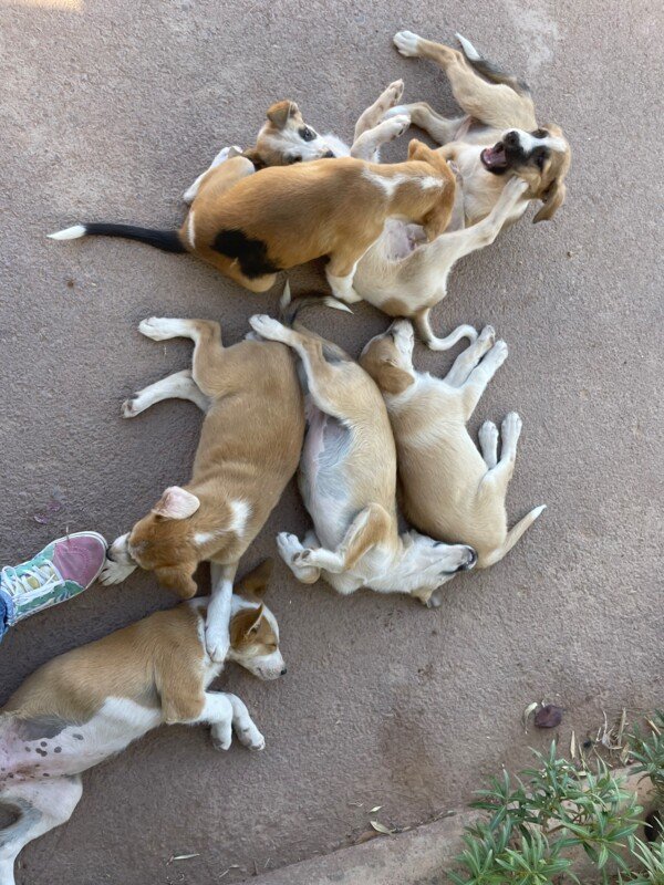 Ranch beldi centre de stérilisation massive - CotizUp.com