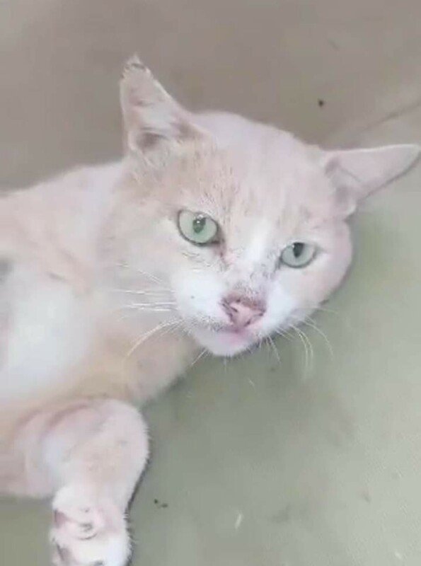 Chat avec une patte infectée depuis des mois - CotizUp.com
