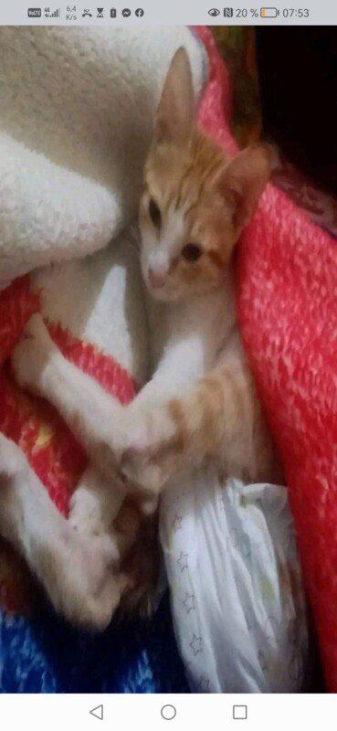 Aidons ce petit chat à être soigné - CotizUp.com