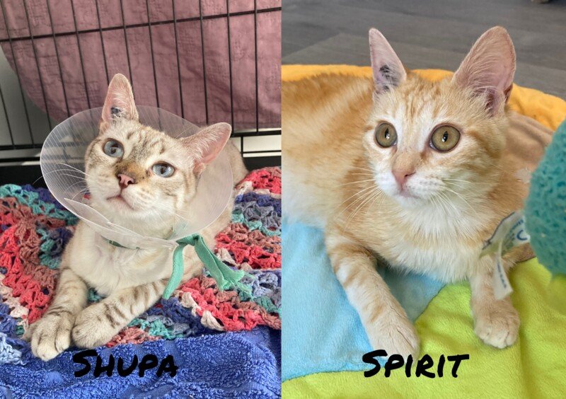 Traitement pour Shupa et son frère Spirit - CotizUp.com