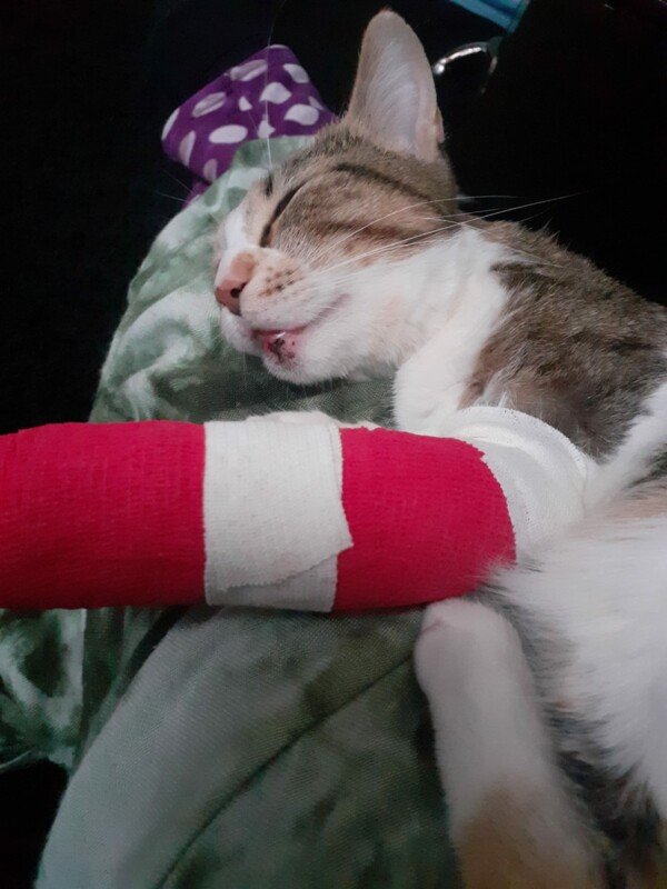 Urgence pour Titine - CotizUp.com