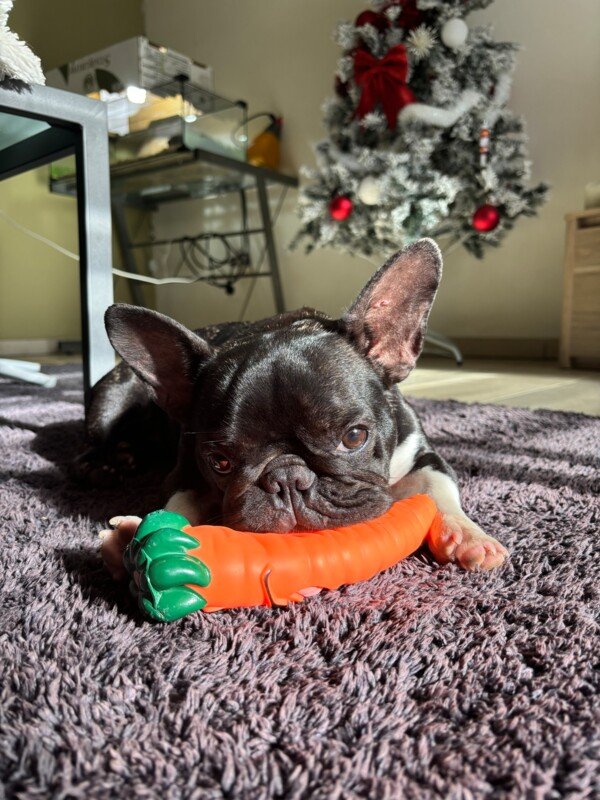 Opération pour Una - CotizUp.com