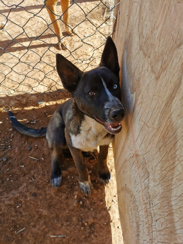 Soins vétérinaire Ranch beldi - CotizUp.com