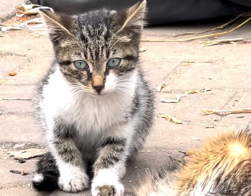 Aider à nourrir les chats de rue de Casablanca - CotizUp.com