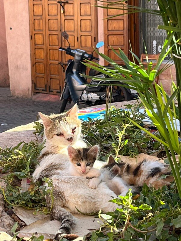 LE CHAT ROUGE DE MARRAKECH Soins et Stérilisations - CotizUp.com