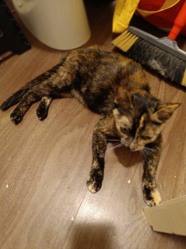 Pour la belle Rosalie - CotizUp.com