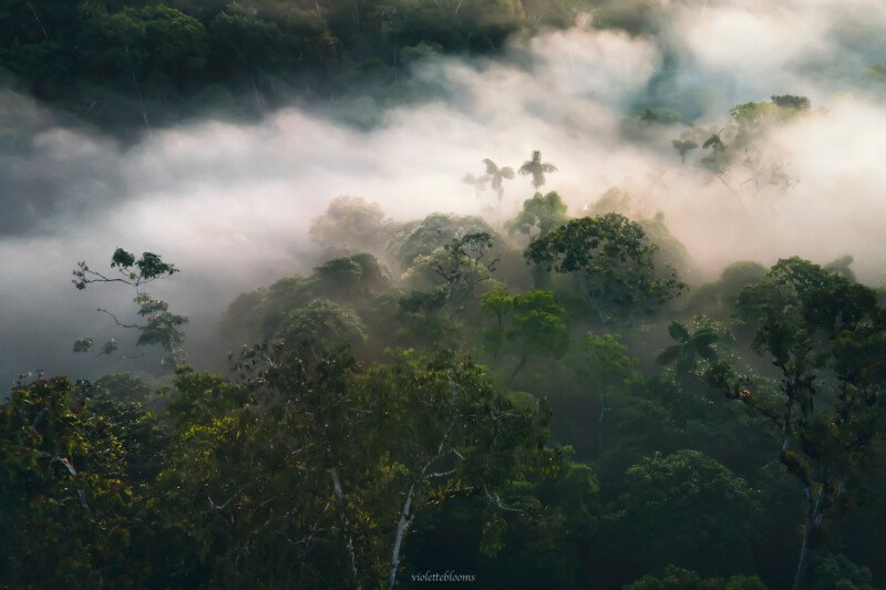 la première exposition Jungles of the world - CotizUp.com