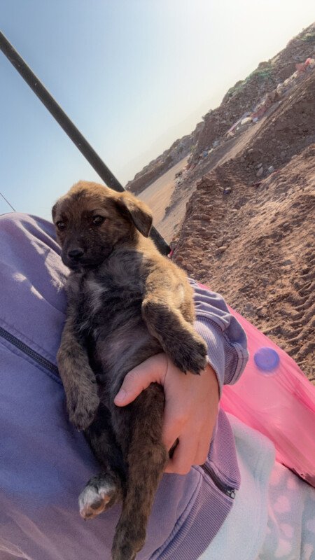 Chiens_marrakechSOS - CotizUp.com