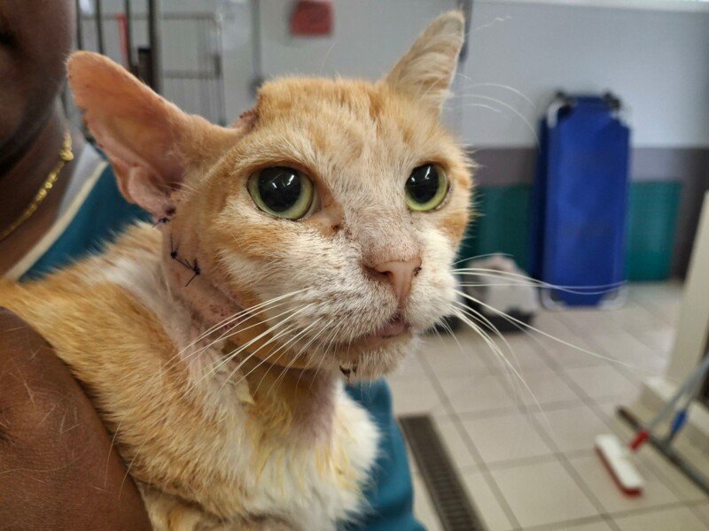 Pour soins de Paco : ablation conduit auditif - CotizUp.com