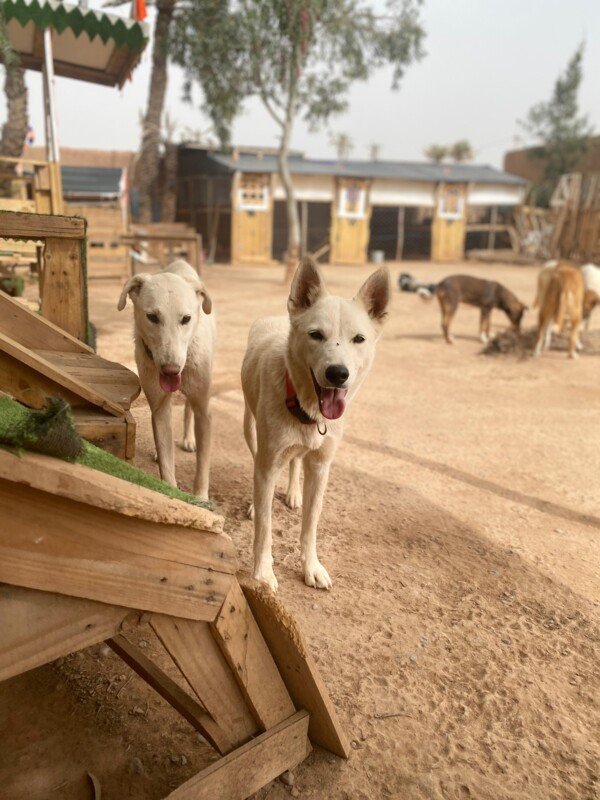 Soutien ranch Beldi 2025 - CotizUp.com