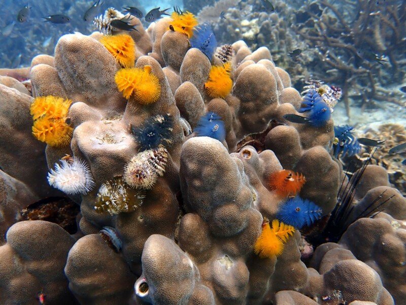 Reef Quest to grow and rebuild coral reef - CotizUp.com