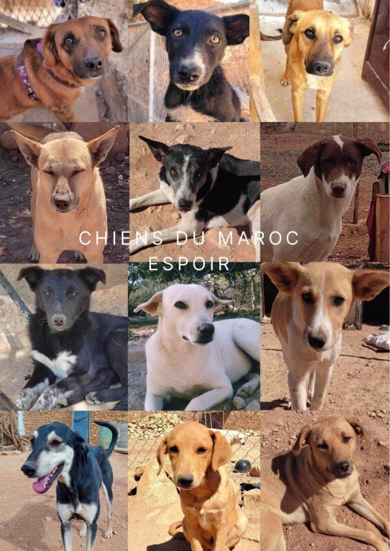 Aidons le refuge Chiens du Maroc Espoir - CotizUp.com