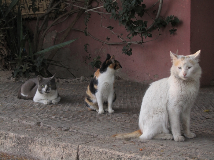 UN GITE POUR LES CHATS DES RUES - CotizUp.com